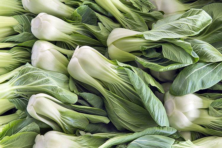 Chou chinois Bok-choy Shanghai (semences bio) – Boutique-culteurs