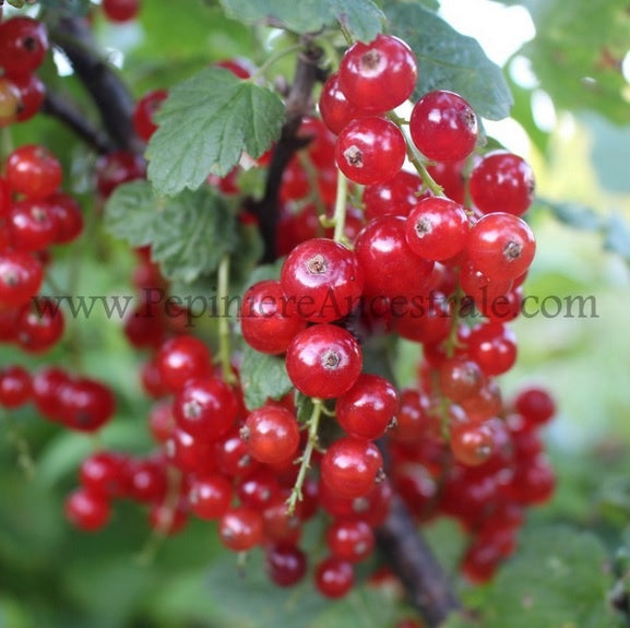 Fruitiers et autres comestibles – Boutique-culteurs