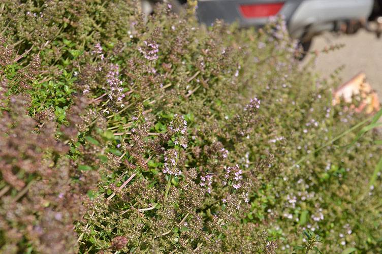 Thym serpolet (semences bio) – Boutique-culteurs